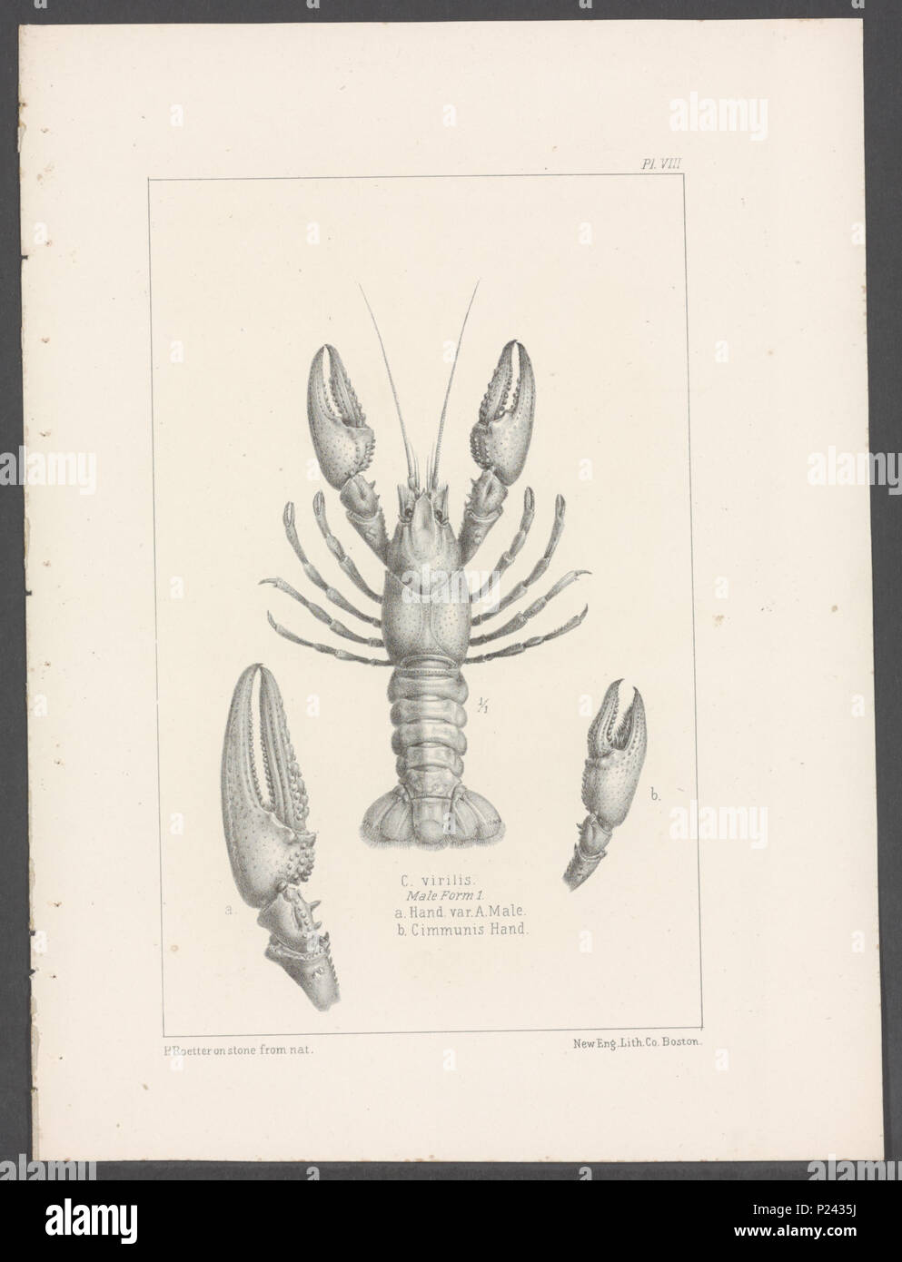 Cambarus Diagram