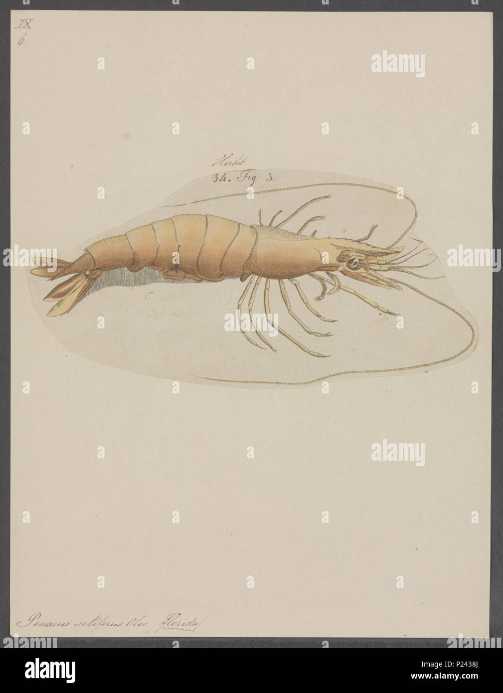 . Litopenaeus setiferus syn. Penaeus setiferus 220 Penaeus setiferus ...