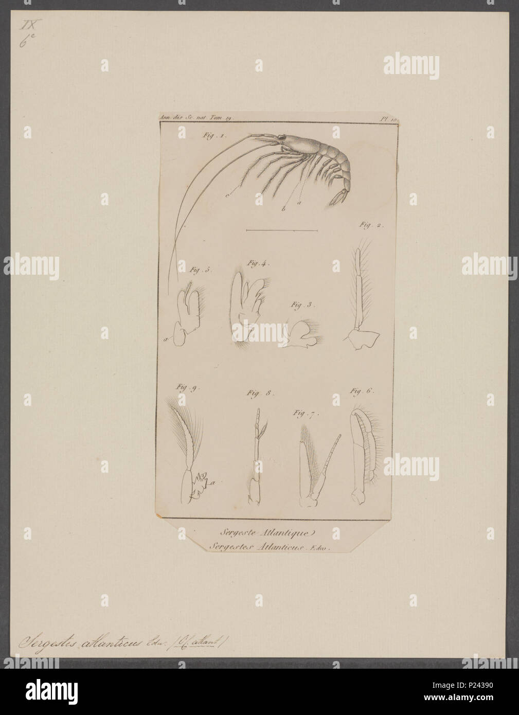 Sergestes atlanticus hi-res stock photography and images - Alamy