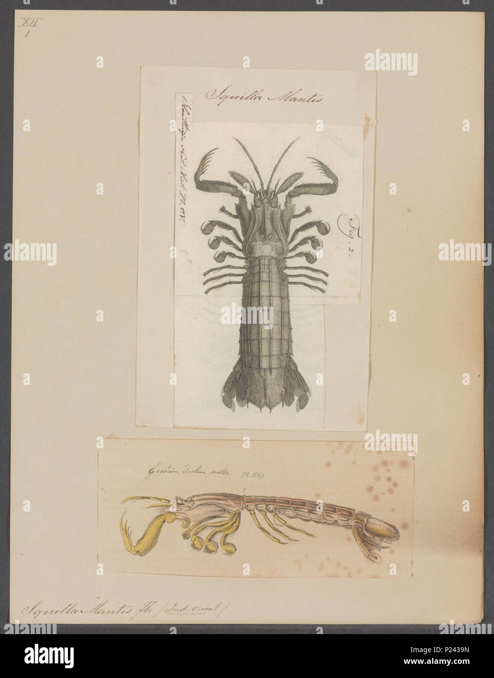 Squilla mantis hi-res stock photography and images - Alamy