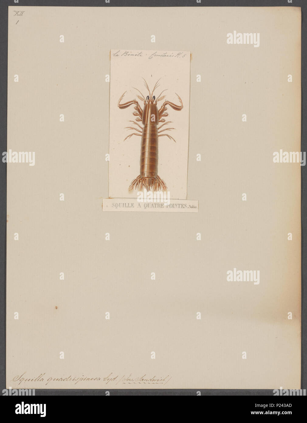 Squilla quadrispinosa hi-res stock photography and images - Alamy