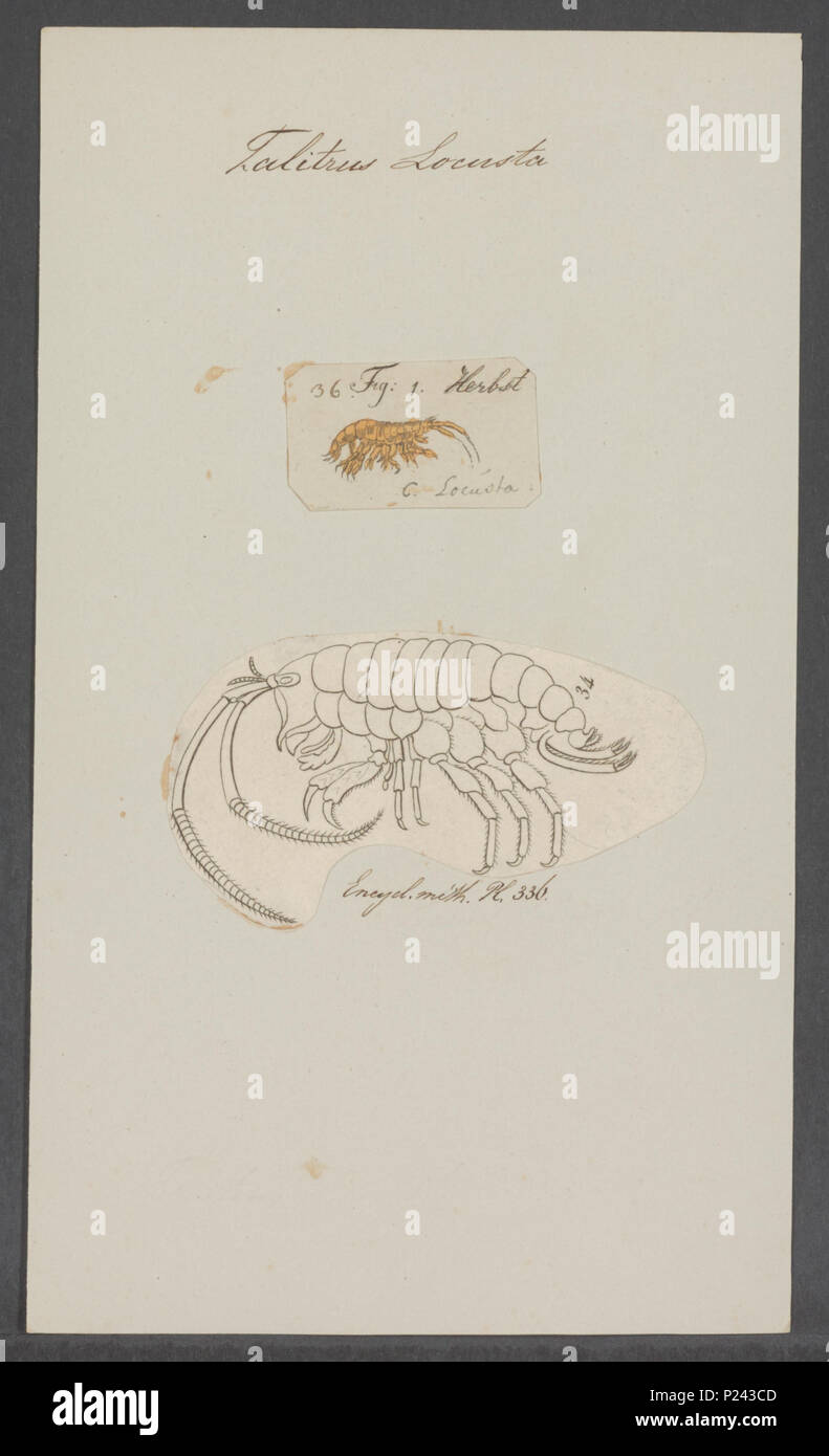 Talitrus locusta hi-res stock photography and images - Alamy