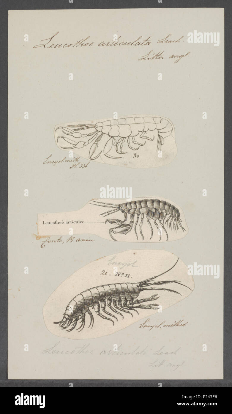 Leucothoe hi-res stock photography and images - Alamy