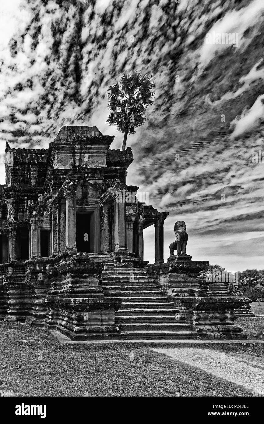 Tree internal Black and White Stock Photos & Images - Alamy