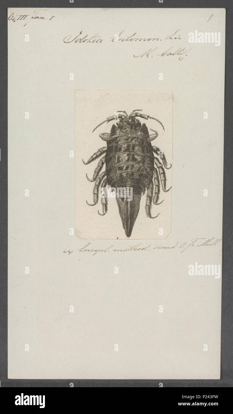 Idotea hi-res stock photography and images - Alamy