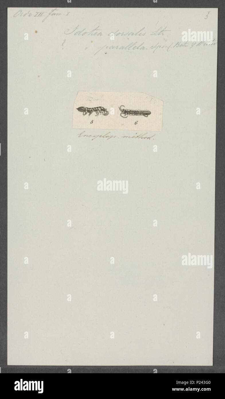 Idotea High Resolution Stock Photography and Images - Alamy