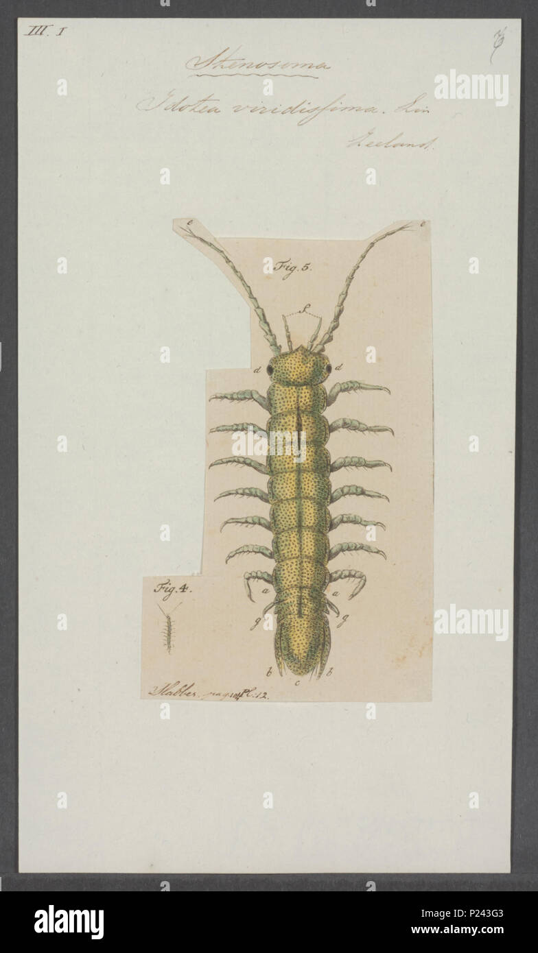 Idotea hi-res stock photography and images - Alamy