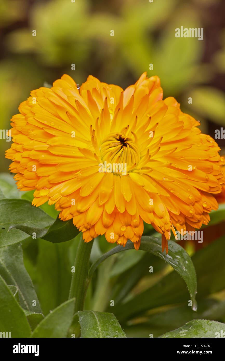 Garden pot marigold (Calendula officinalis) plant in bloom Stock Photo ...