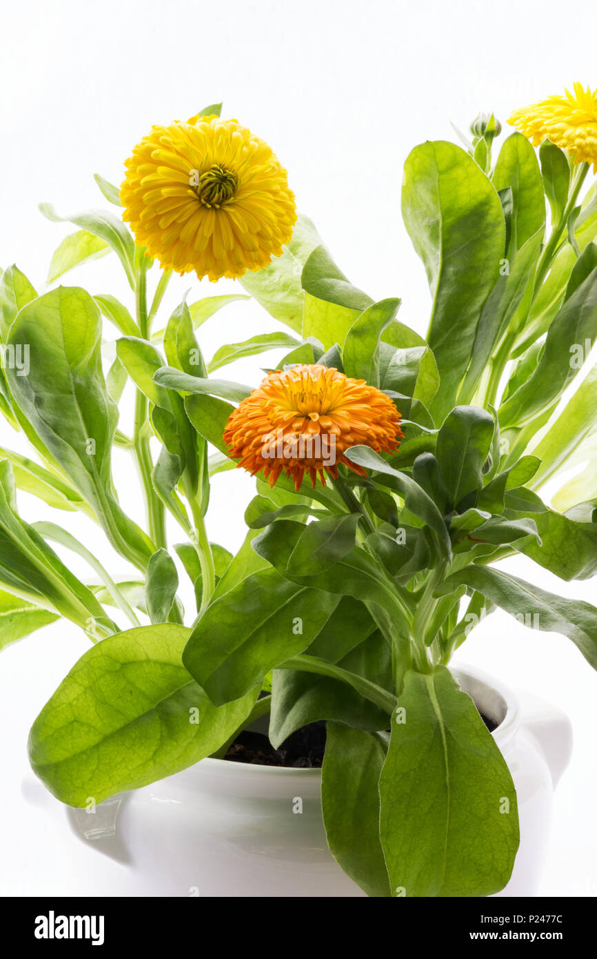 Pot marigold (Calendula officinalis) in a white cup on white background ...