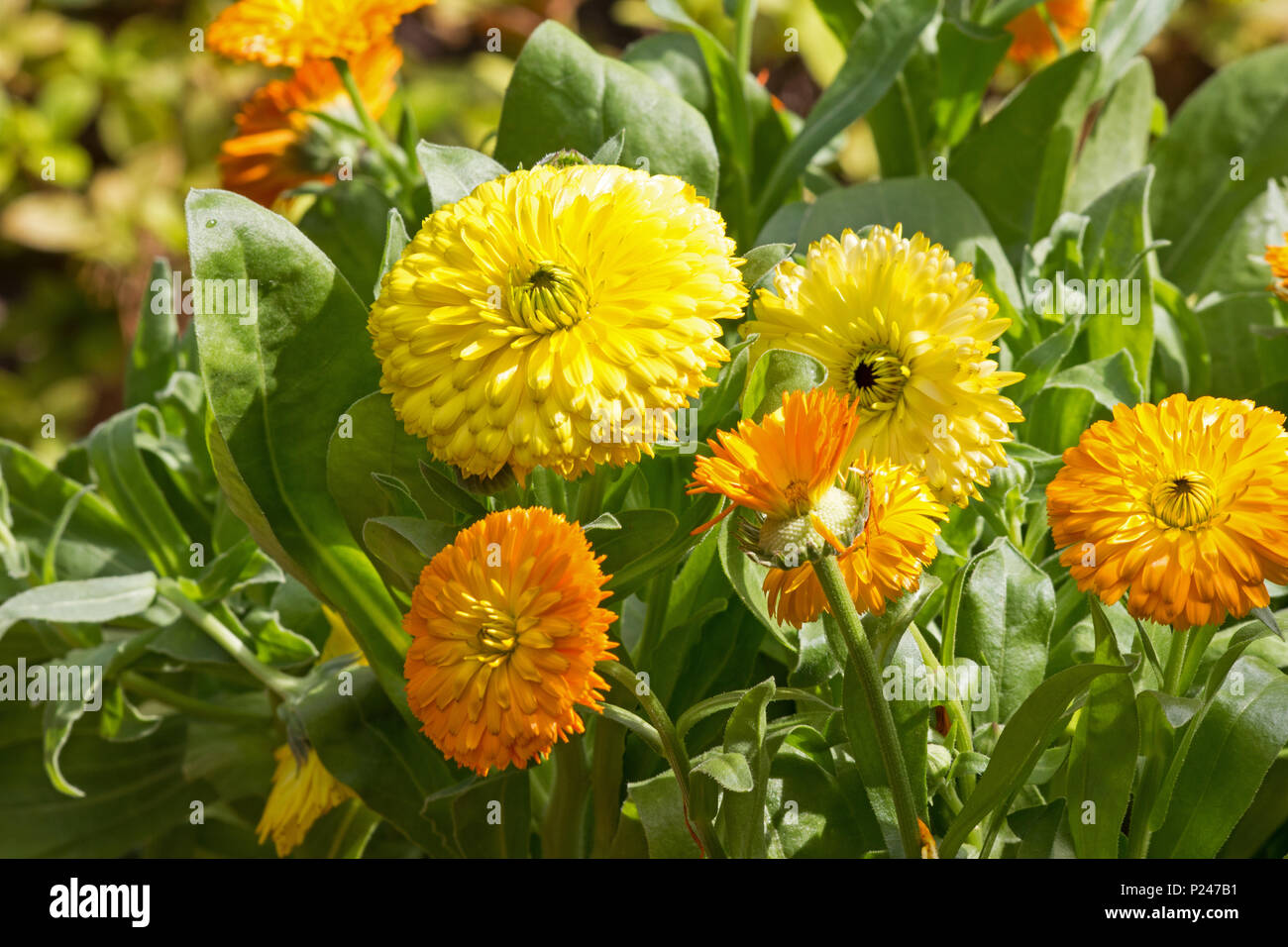 Garden Pot Marigold Calendula Officinalis High Resolution Stock ...
