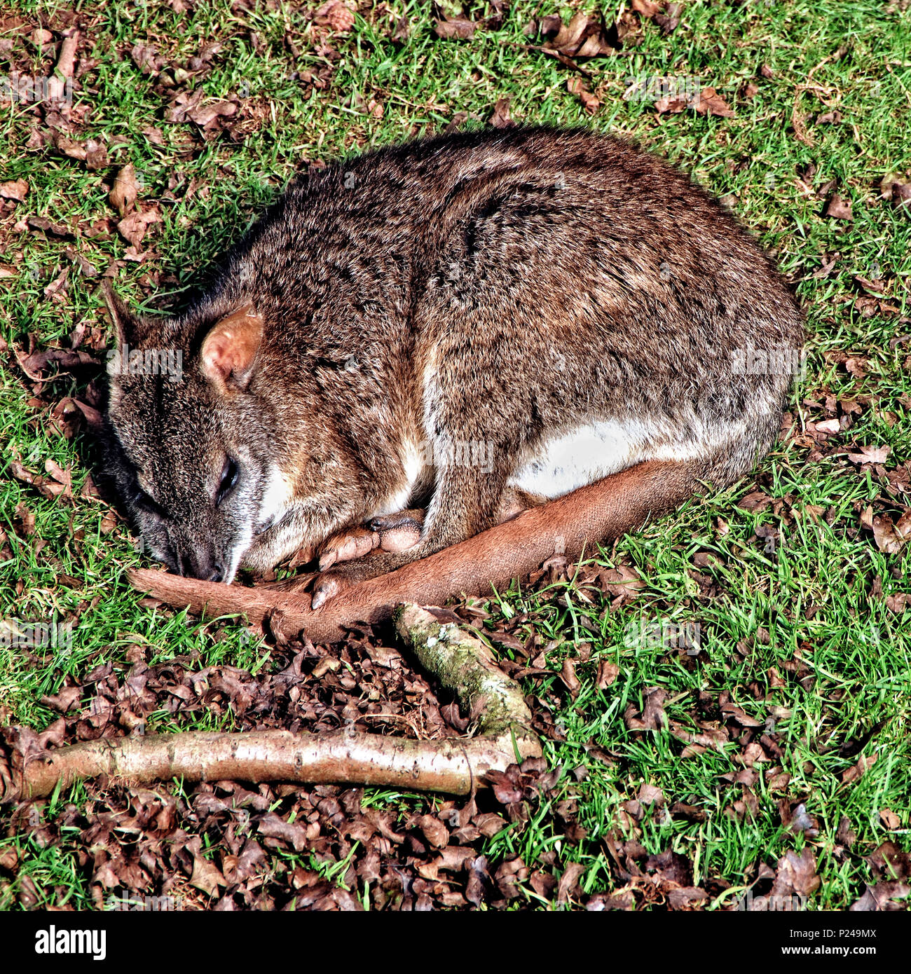 Sleeping wallaby hi-res stock photography and images - Alamy