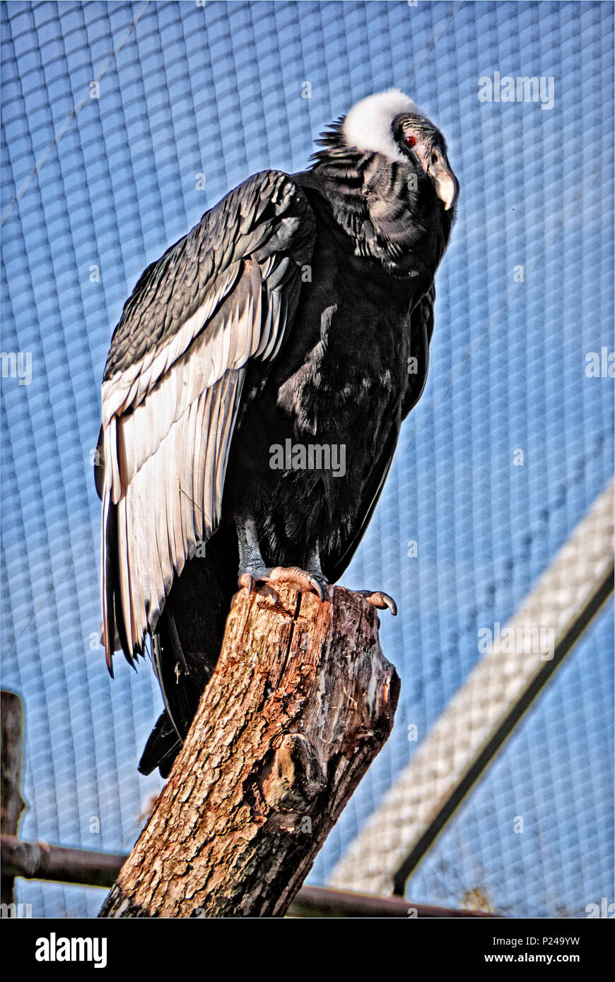 Protected species wildlife hi-res stock photography and images - Alamy