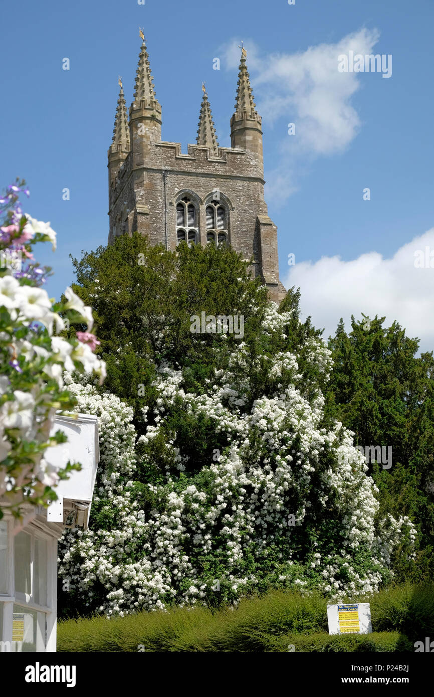 St. Mildreds parish church, tenterden, kent, uk Stock Photo - Alamy