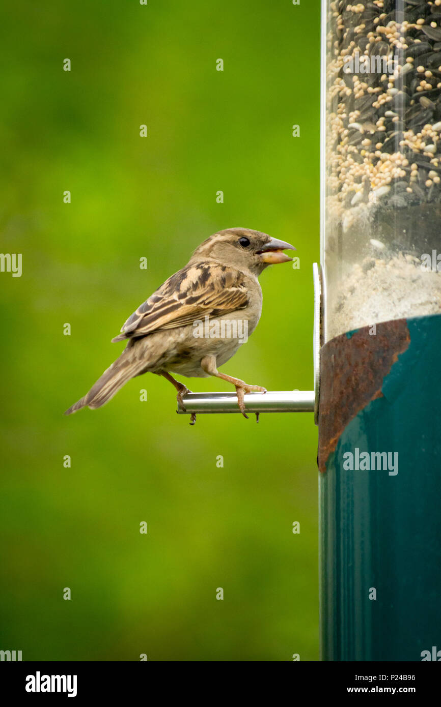 Female house sparrow eating from hanging bird feeder Stock Photo - Alamy