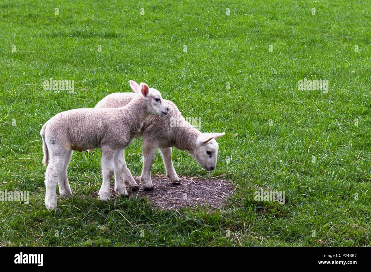 Two spring lambs in a field near Aberfeldy, Scotland, UK Stock Photo ...