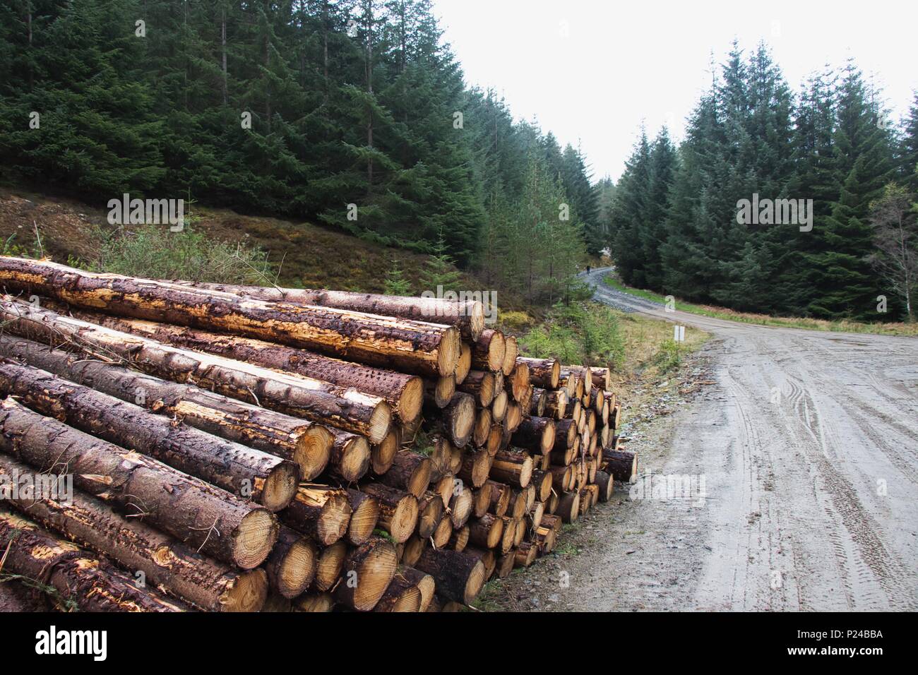 A stack of logs on a muddy forestry road, Tay Forest, Kenmore,Scottish ...