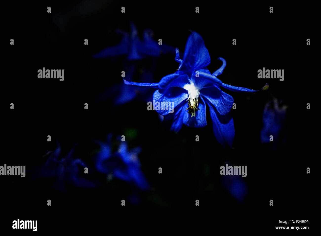 Flower at night, Blue Bells in the Graden Stock Photo - Alamy