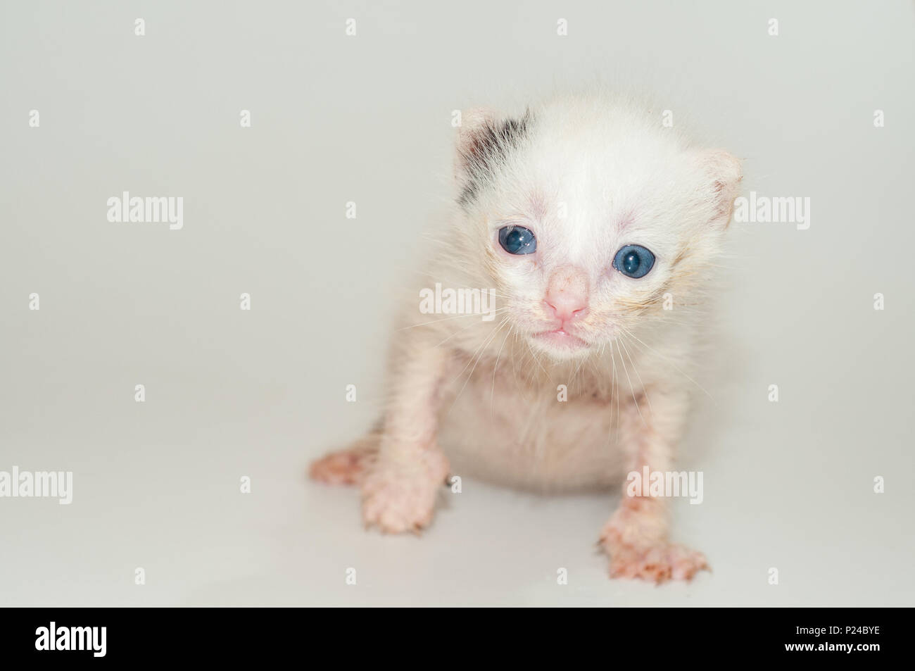 One-week-old kitten on white background Stock Photo - Alamy