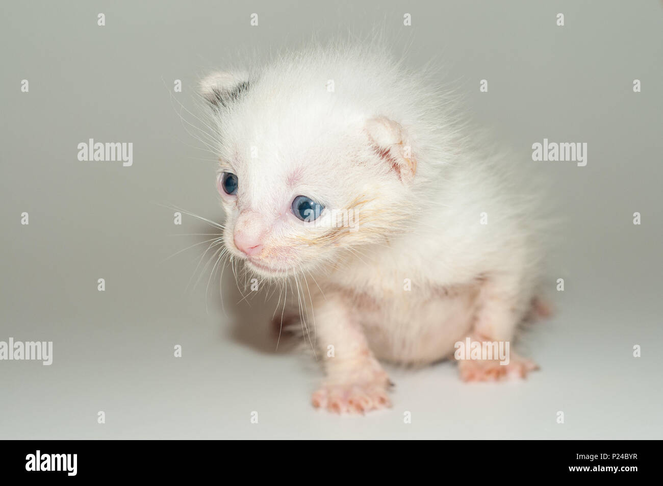 One-week-old kitten on white background Stock Photo - Alamy