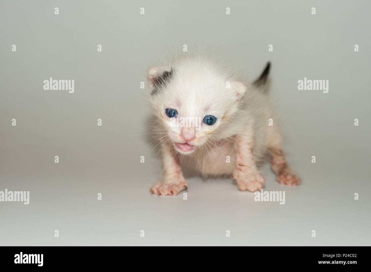 One-week-old kitten on white background Stock Photo - Alamy