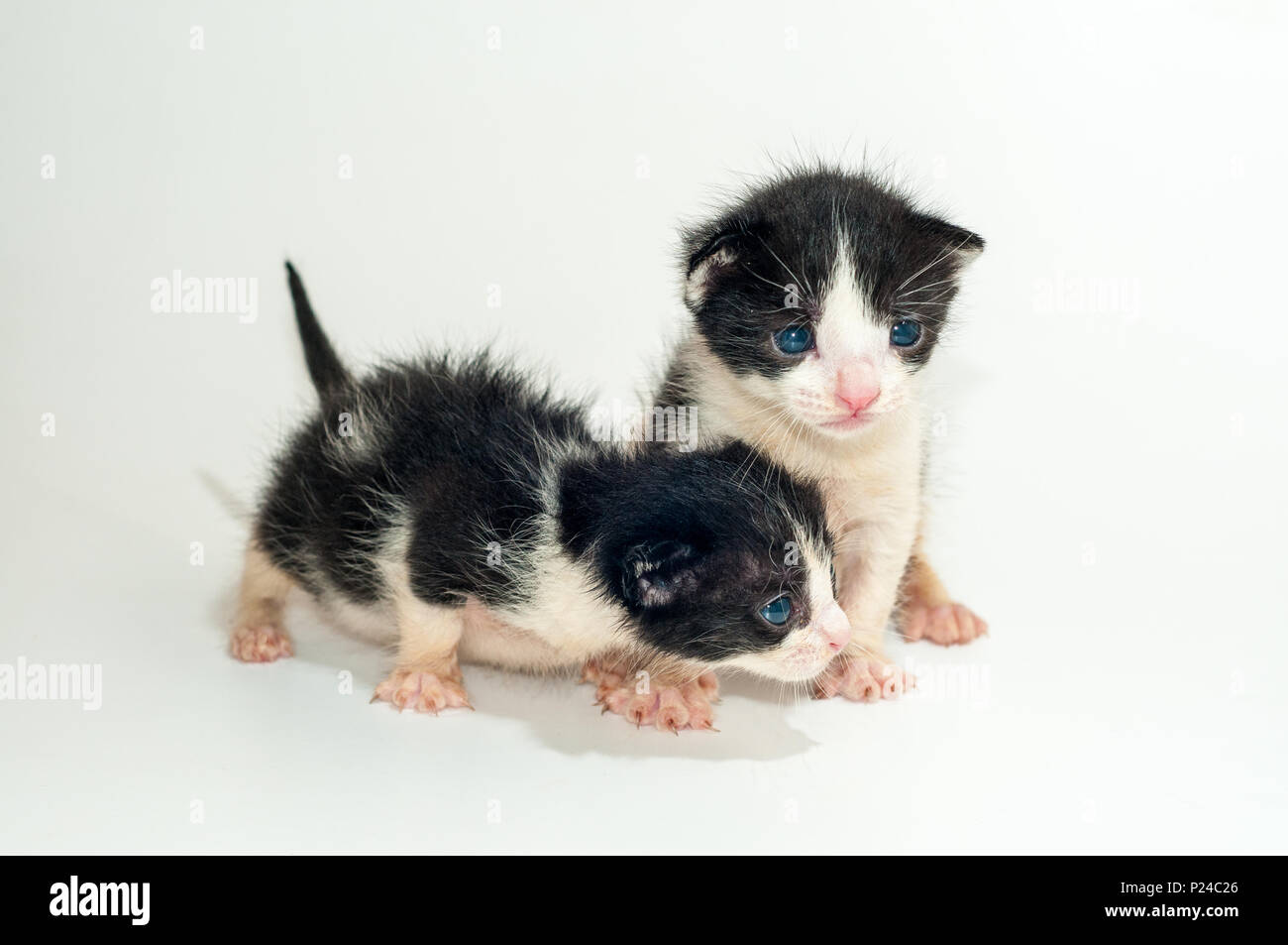 One-week-old kittens on white background Stock Photo - Alamy