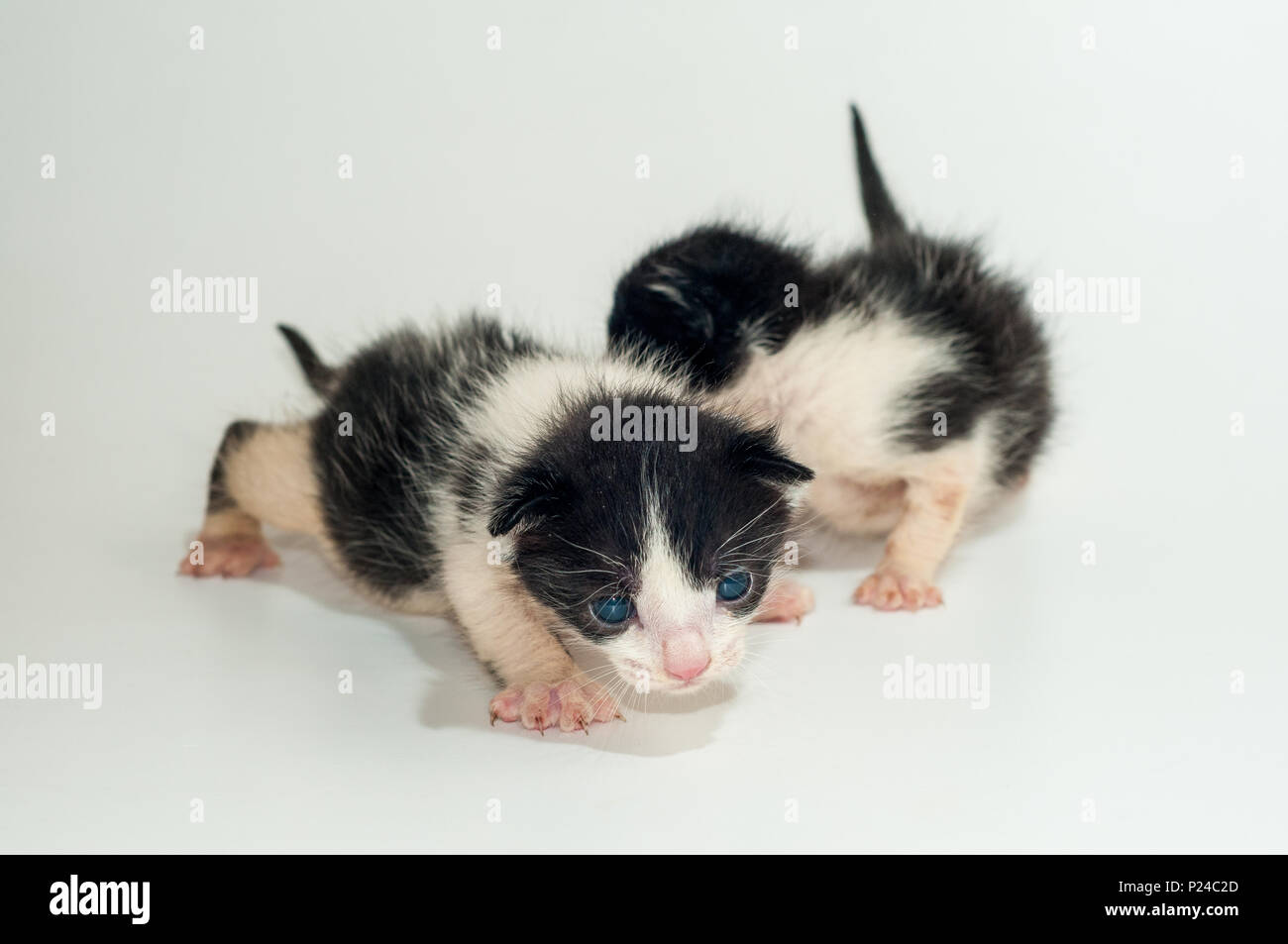 One-week-old kittens on white background Stock Photo - Alamy
