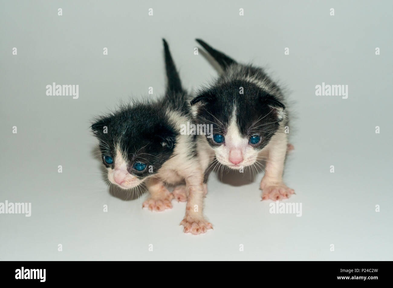One-week-old kittens on white background Stock Photo - Alamy