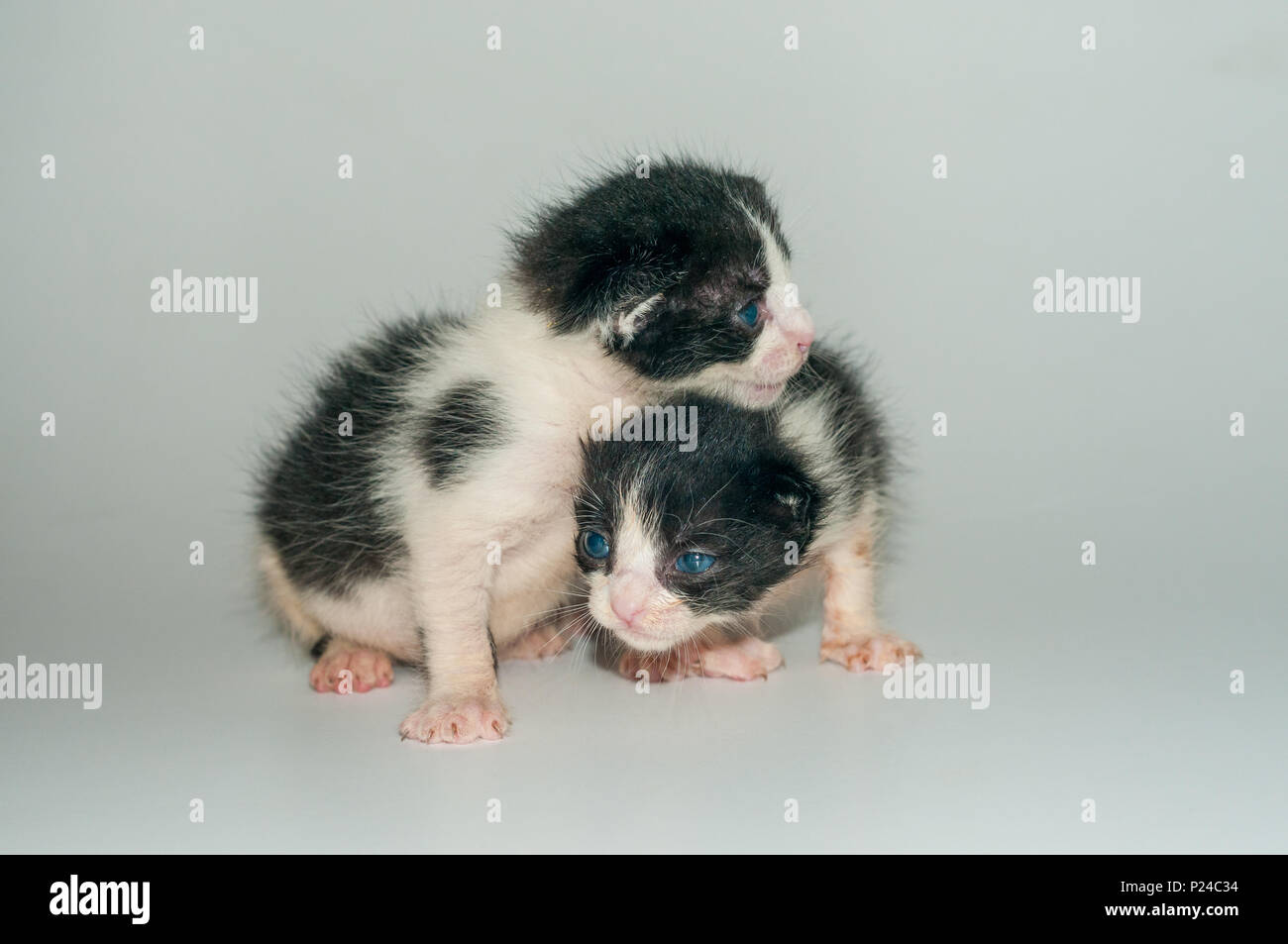 One-week-old kittens on white background Stock Photo - Alamy