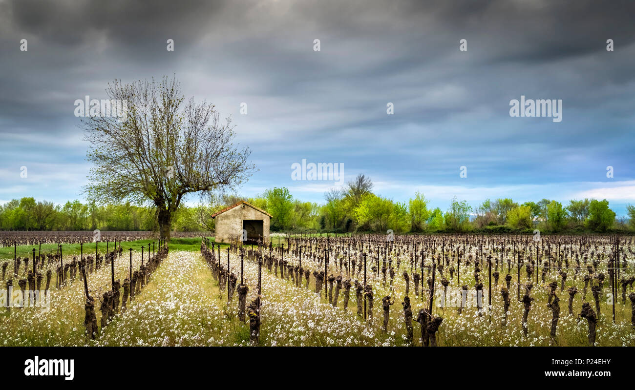 Small vines hi-res stock photography and images - Alamy