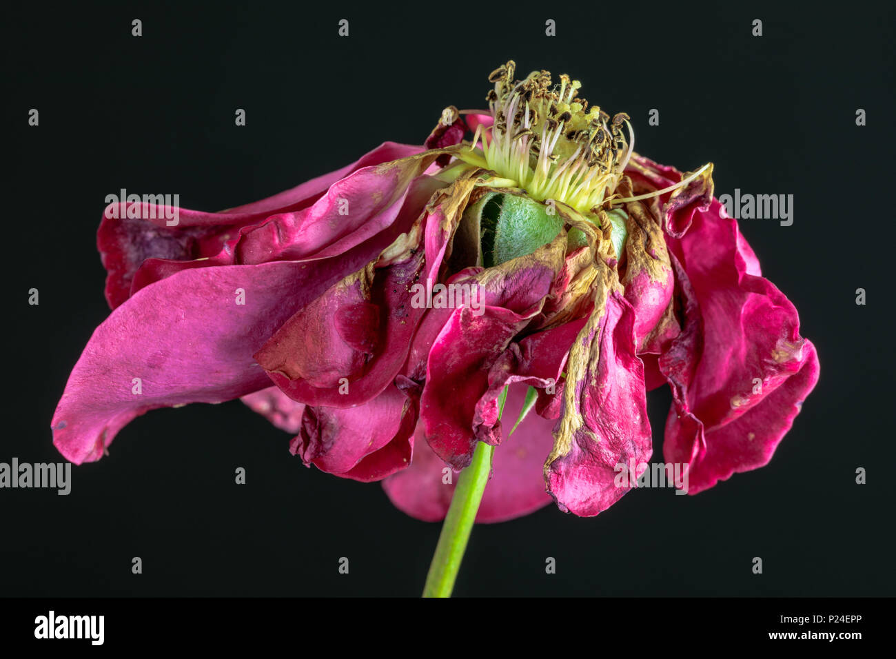 Rose faded flowers hi-res stock photography and images - Alamy