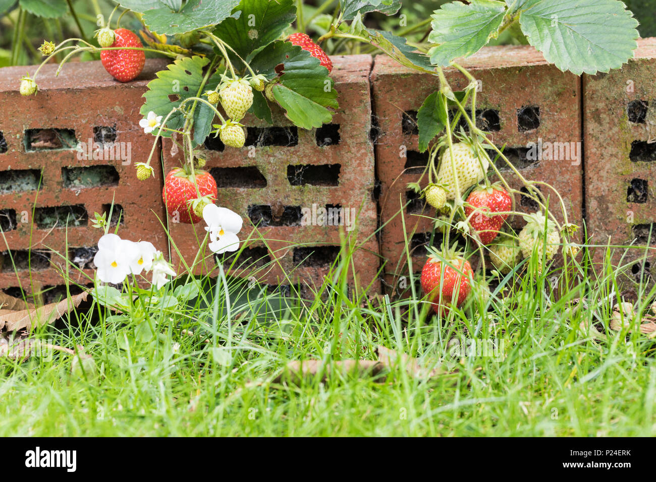 Strawberries in a garden Stock Photo - Alamy