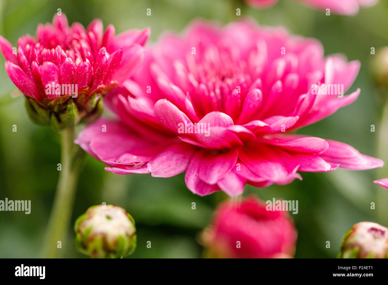 Double flowers hi-res stock photography and images - Alamy