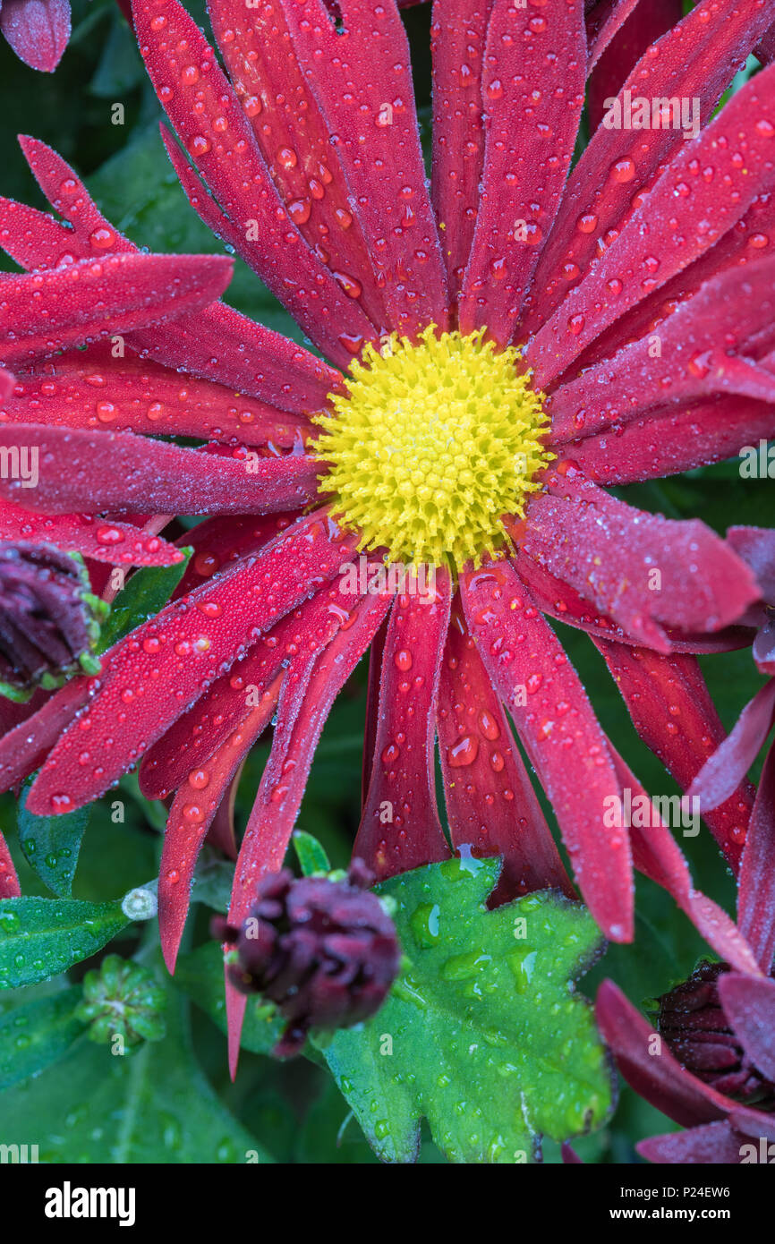 Chrysanthemum Indicum High Resolution Stock Photography and Images - Alamy