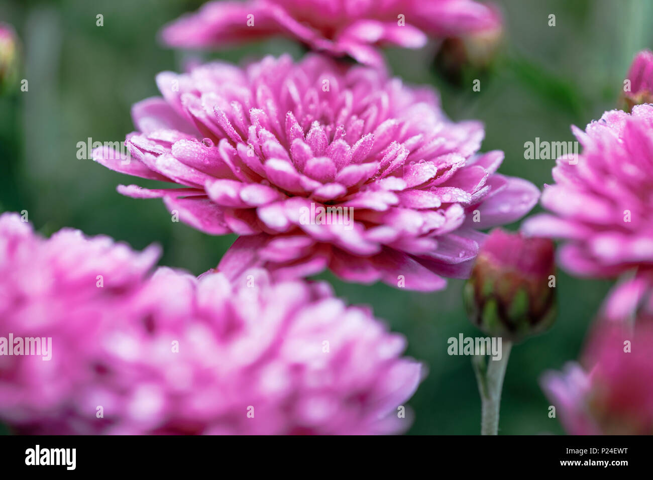 Winter aster, close-up, double flowers Stock Photo - Alamy