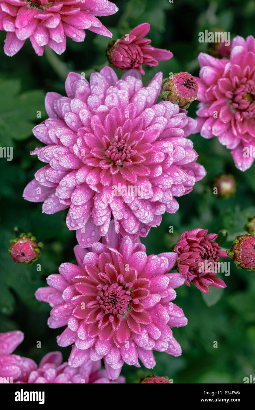 Double asters hi-res stock photography and images - Alamy