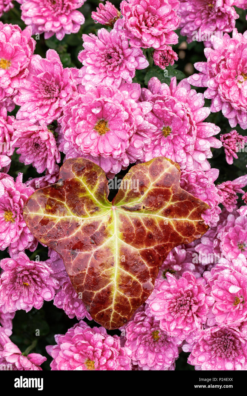 Winter aster, close-up, double flowers, ivy leaf Stock Photo - Alamy