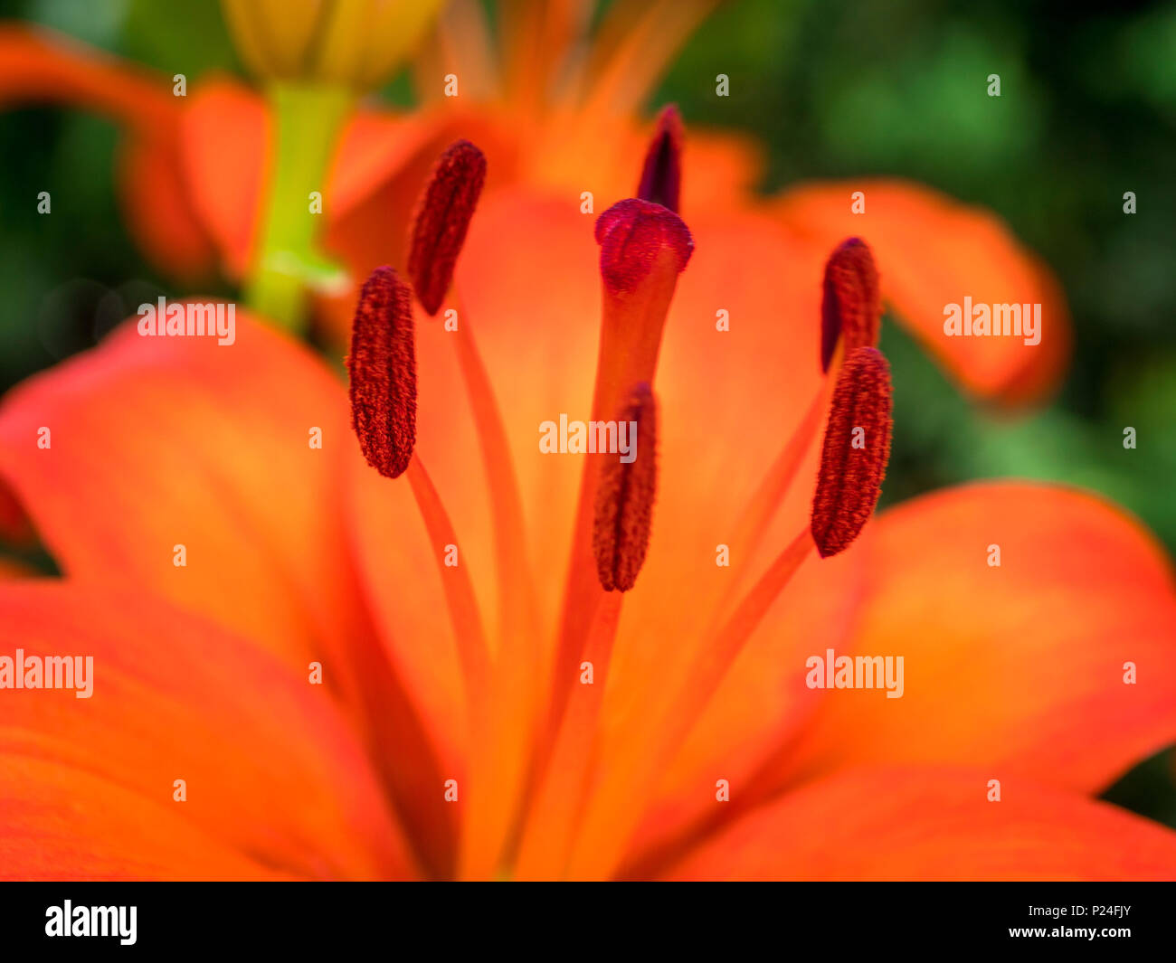 Red lilies hi-res stock photography and images - Alamy