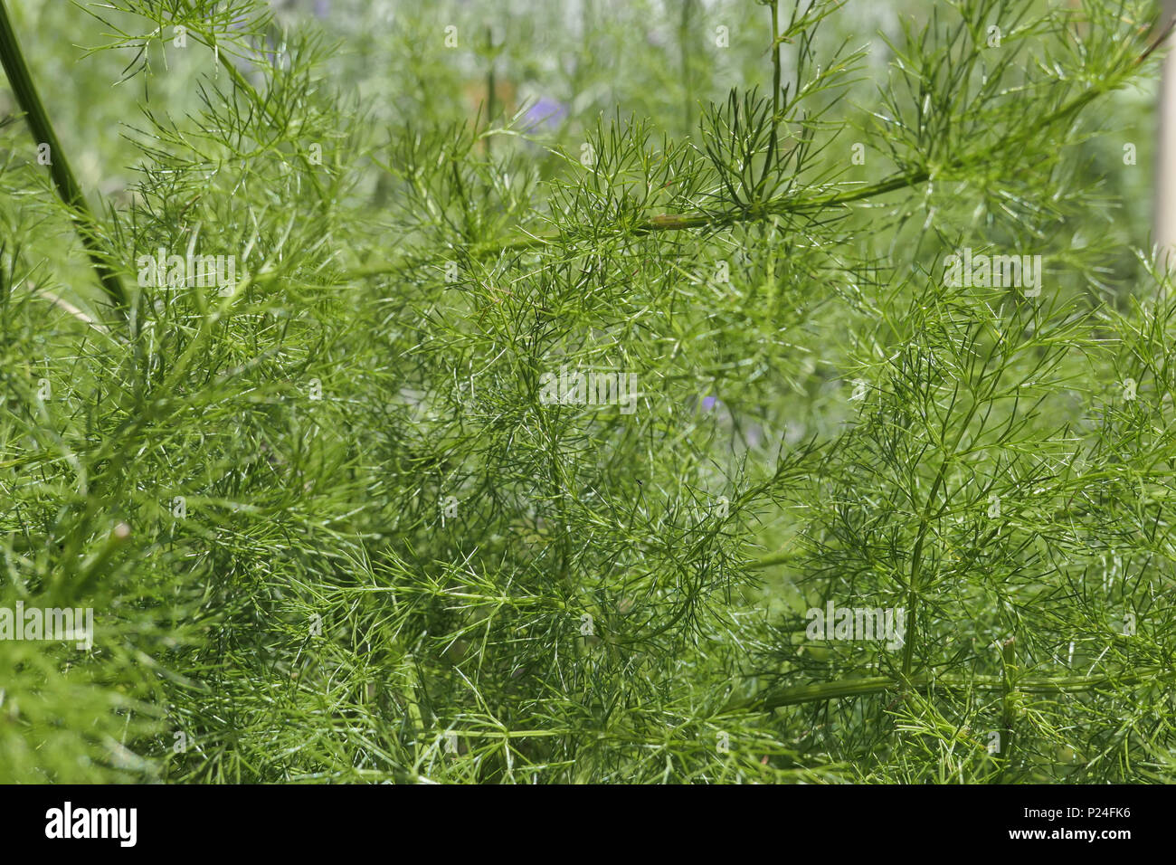 Spignel hi-res stock photography and images - Alamy