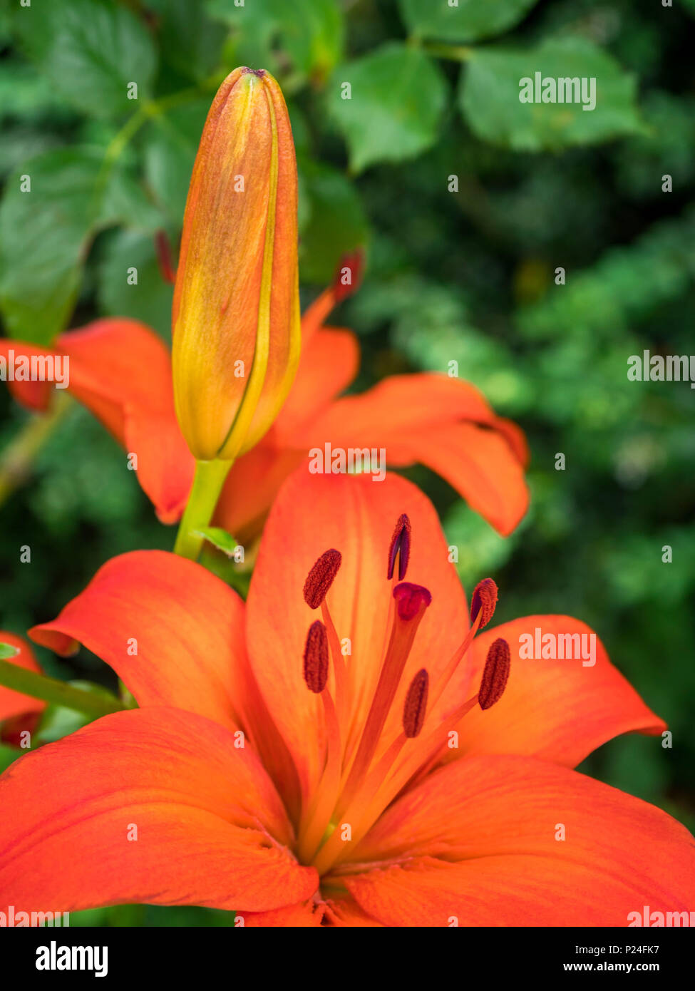 Red lilies hi-res stock photography and images - Alamy