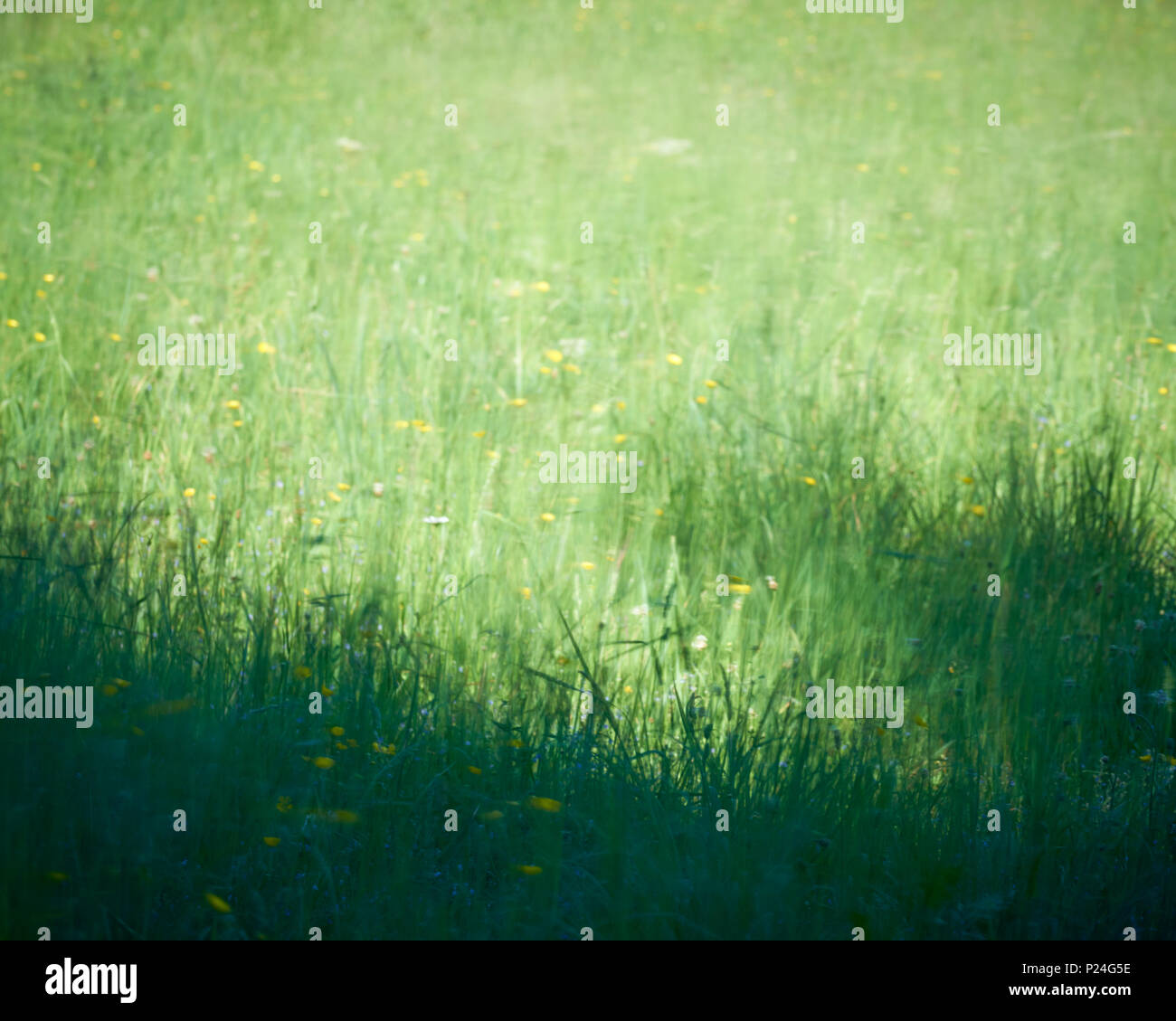 Shadow flowers hi-res stock photography and images - Alamy