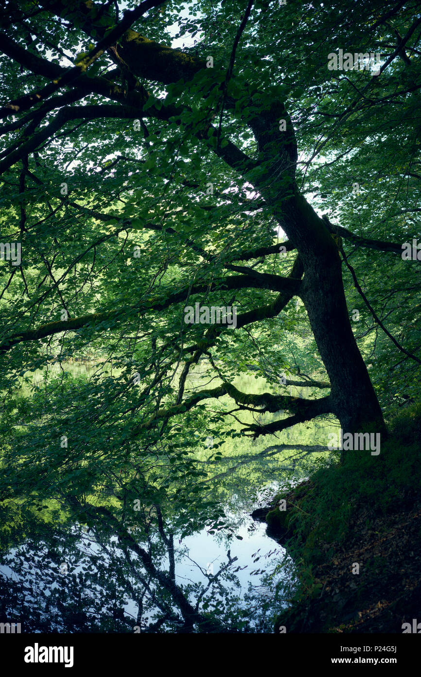 Branch hanging over water hi-res stock photography and images - Alamy