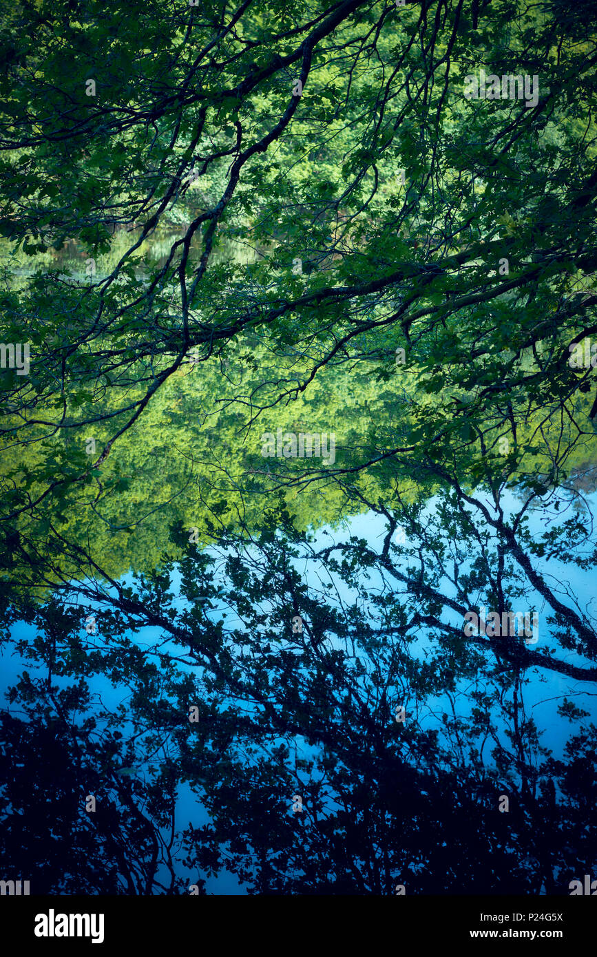 Branch hanging over water hi-res stock photography and images - Alamy