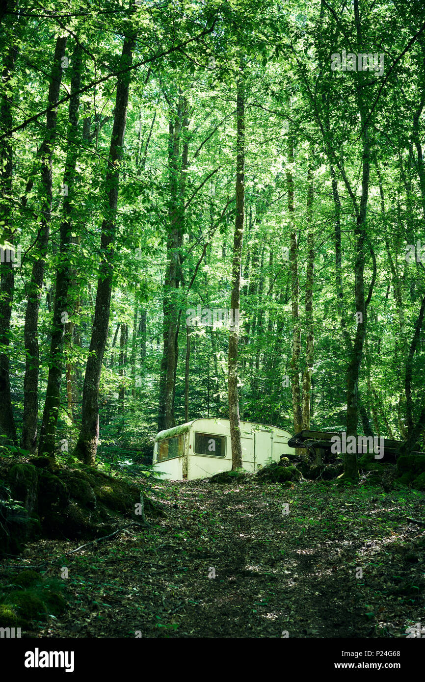 Caravans in a forest with big trees and sunlight Stock Photo - Alamy