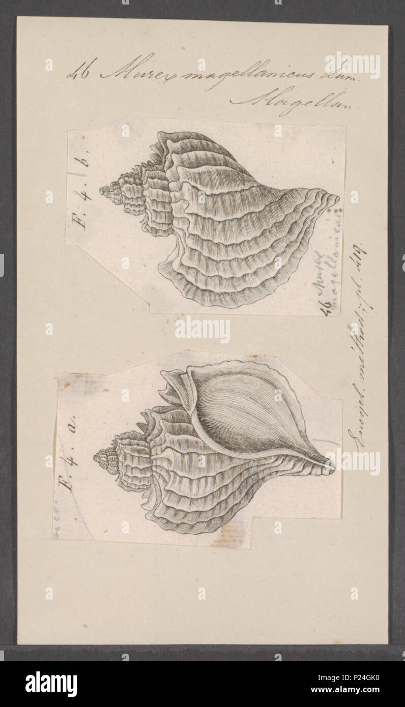 Murex magellanicus hi-res stock photography and images - Alamy