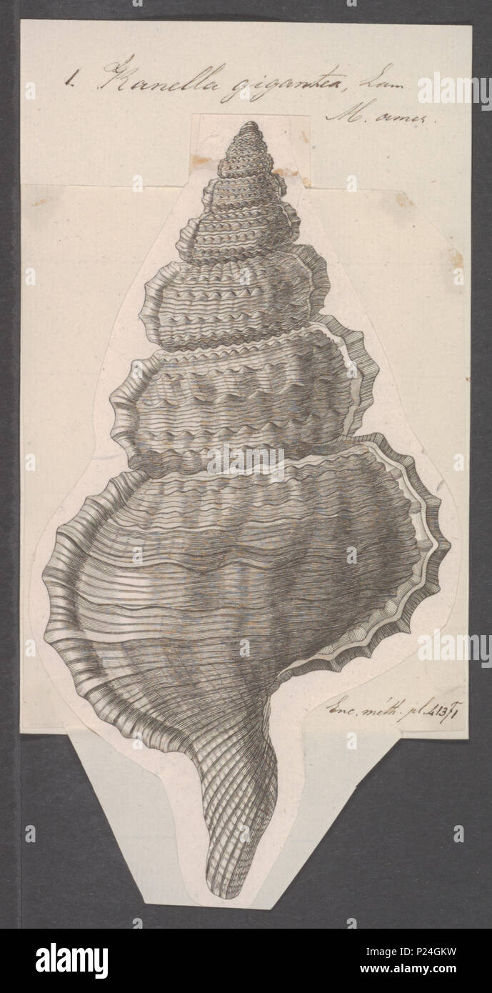 Ranella gigantea hi-res stock photography and images - Alamy