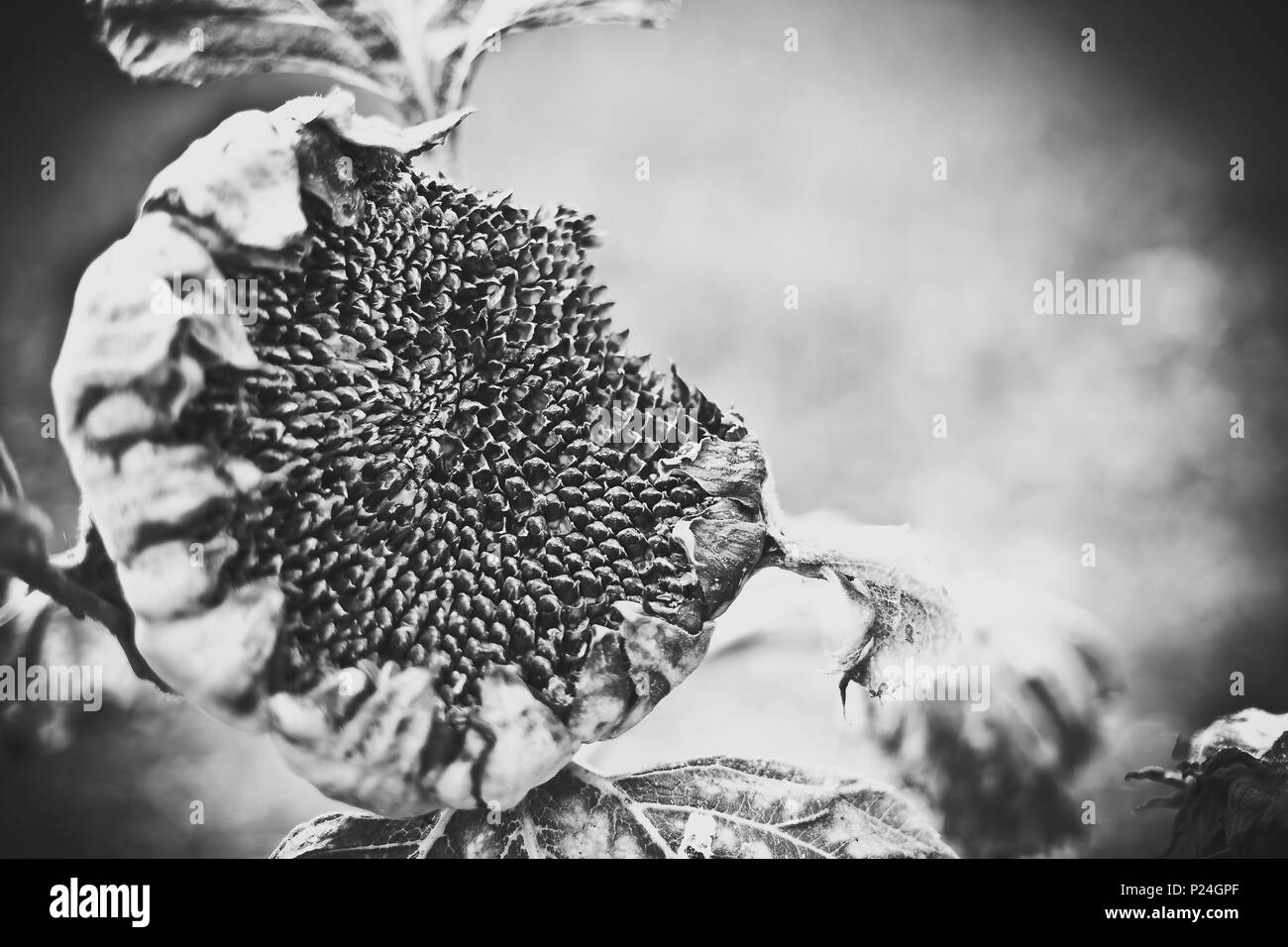 Picture black seeds Black and White Stock Photos & Images - Alamy