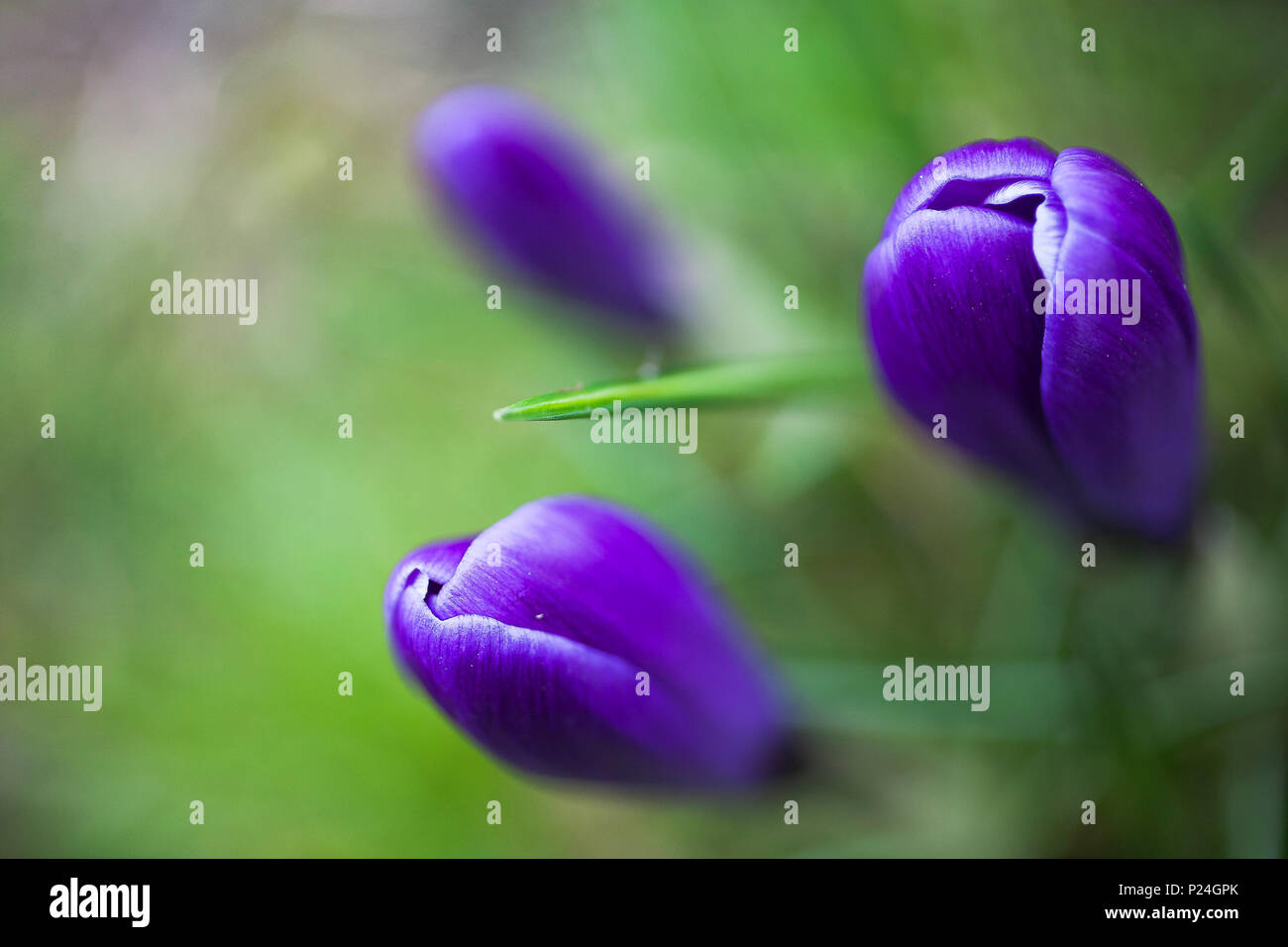 close up picture of colourful spring flowers Stock Photo - Alamy