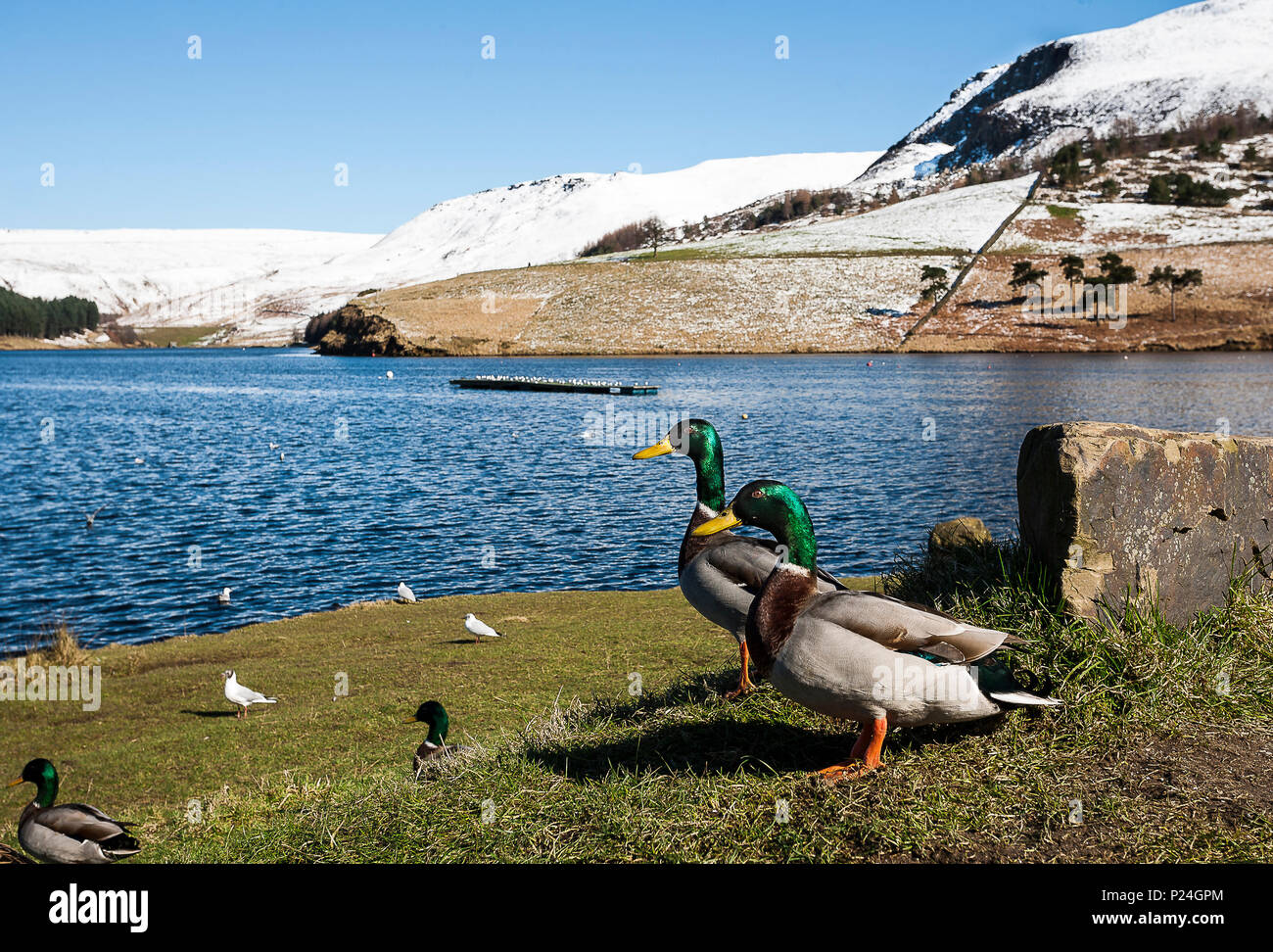 Dove stone reservoir birds hi-res stock photography and images - Alamy