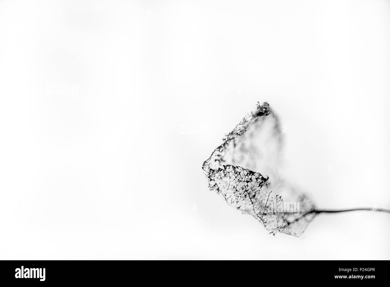 Minimalist monochromatic Black and White Stock Photos & Images - Alamy