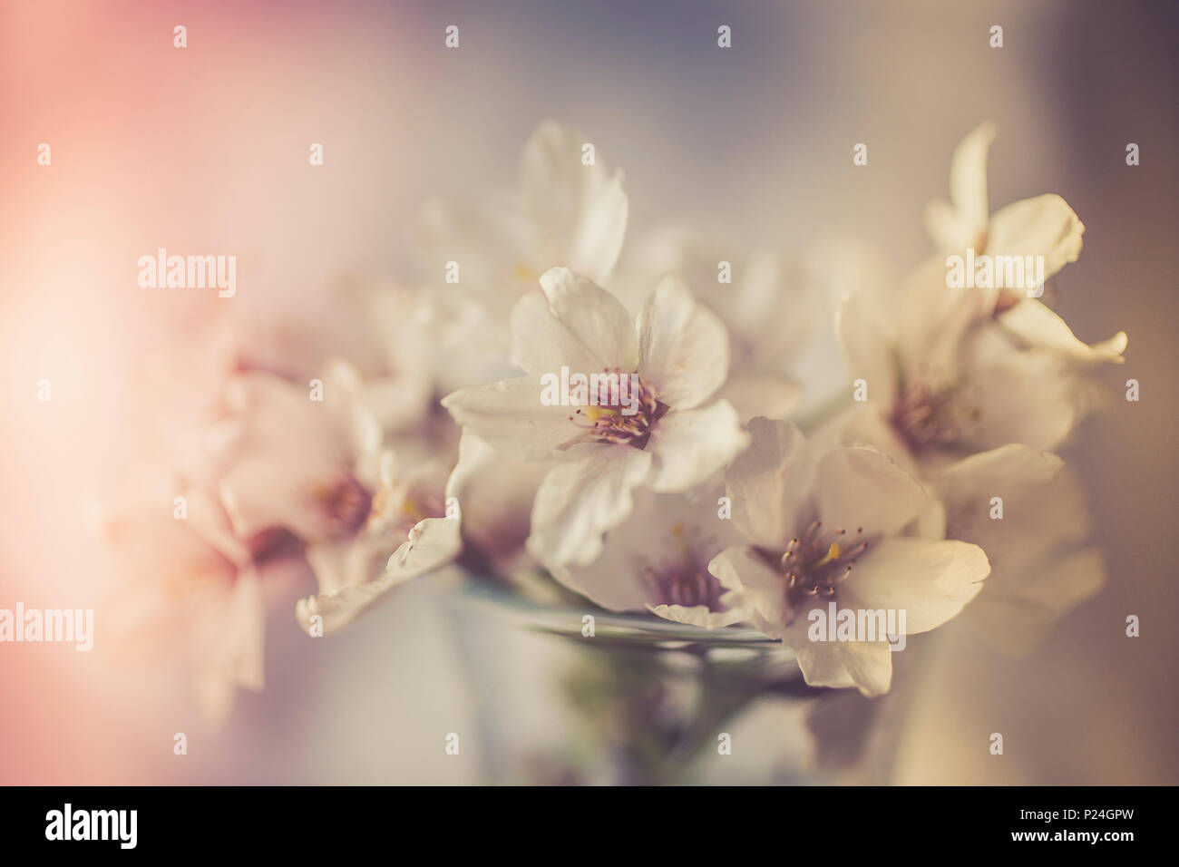 Spring flowers floral colours hi-res stock photography and images - Alamy